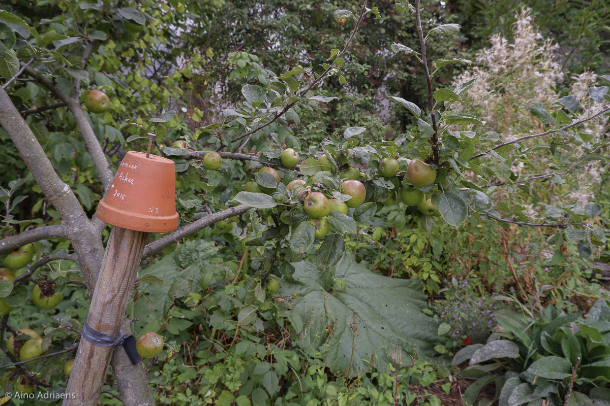 Comment créer un jardin -forêt ou un verger permacole? | Permaculture ...